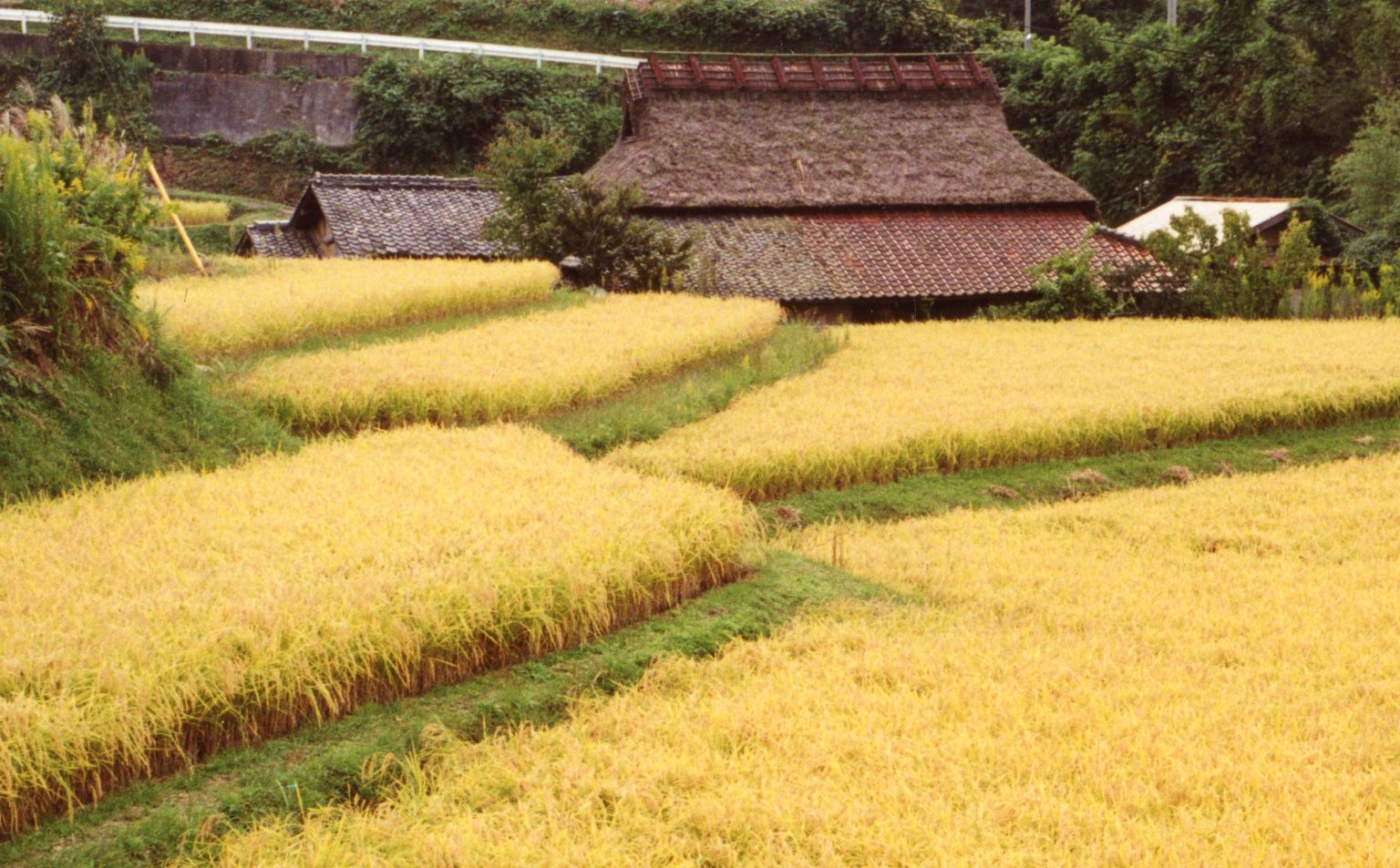 History of Sake Rice - Sake Museum (Hakushika Memorial Museum of Sake)