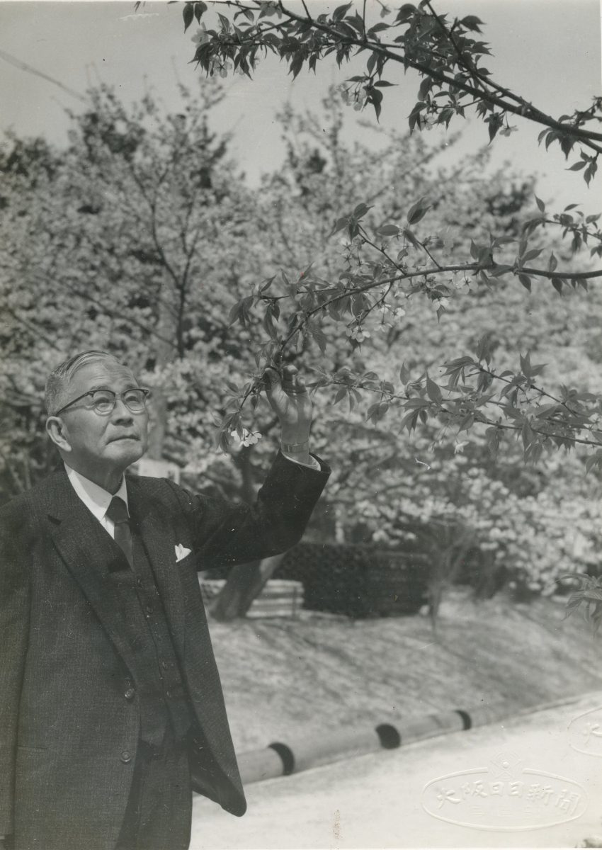 The Life of Sasabe Shintaro Part 2: His Research and Planting of Cherry ...