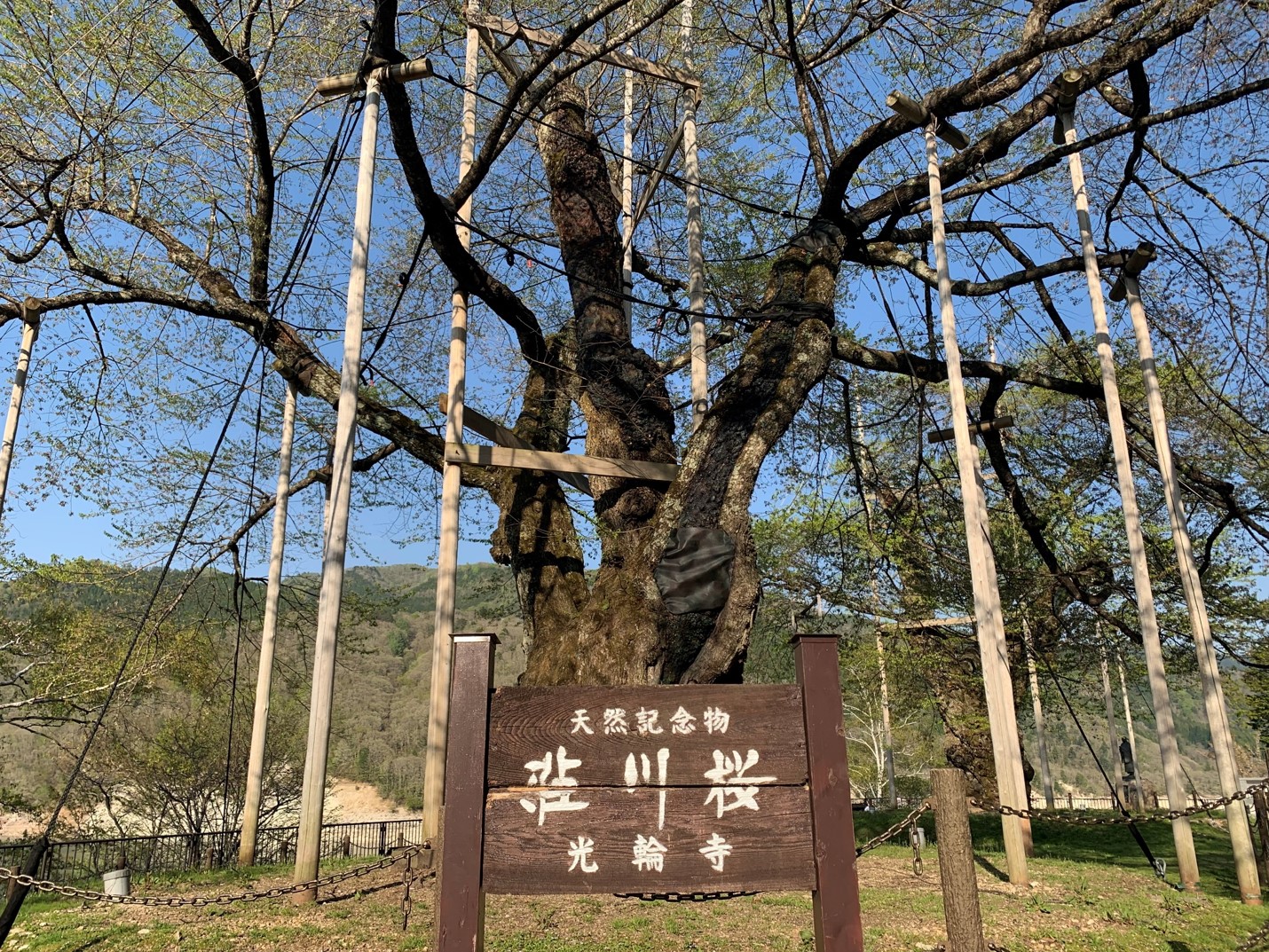 Sasabe and Cherry Blossom Viewing Spots 3: Shōgawa-zakura Cherry ...